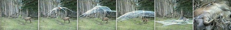 Net Guns - Ace Live Animal Capture - quality net guns for animal ...