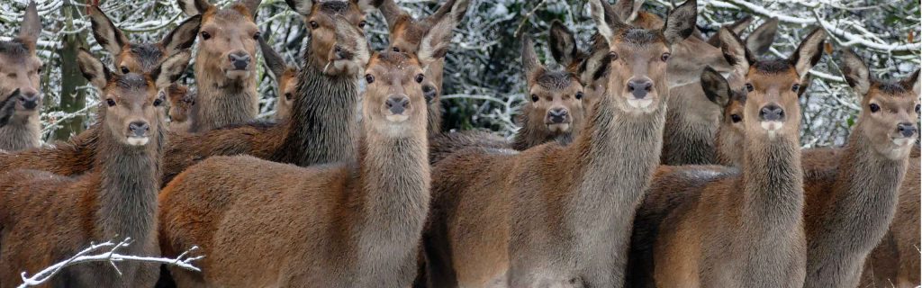 Home - Ace Live Animal Capture - Net Gun Animal Capture Specialists